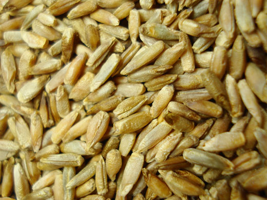 Centeio | Teonanacatl.org