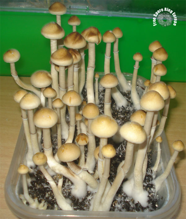 Columbian Rust Spore | Teonanacatl.org