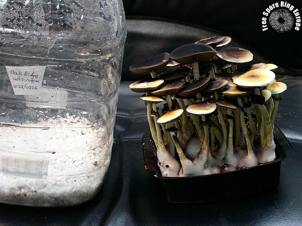 Oak Ridge | Teonanacatl