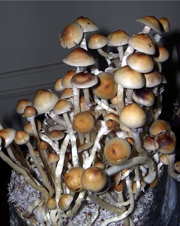 Thai Elephant Gate | Teonanacatl