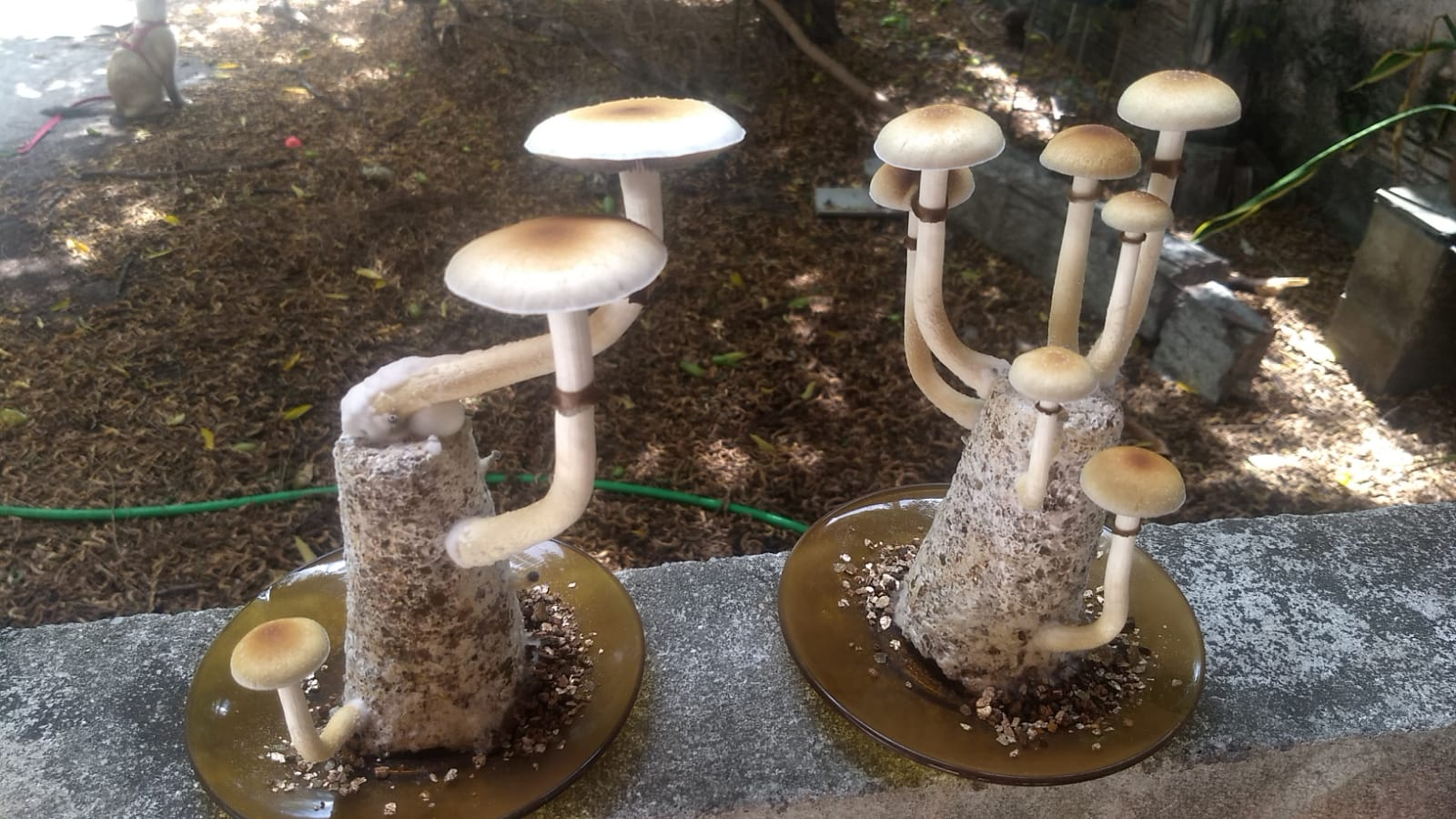 1664197790183.png | Teonanacatl.org