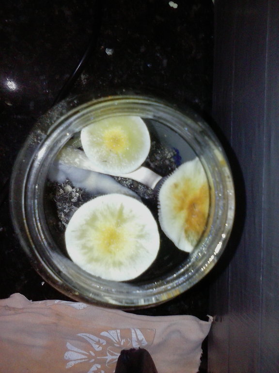 CAM01096.jpg | Teonanacatl.org