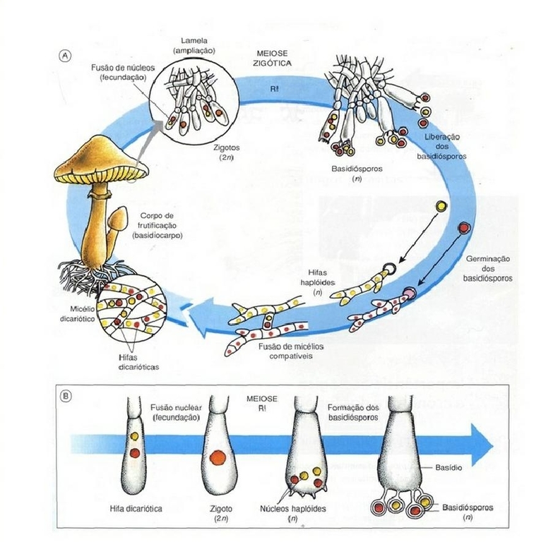 ciclo-basidiomicetos-crop.jpg | Teonanacatl.org