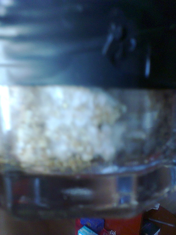 Foto0390.jpg | Teonanacatl.org