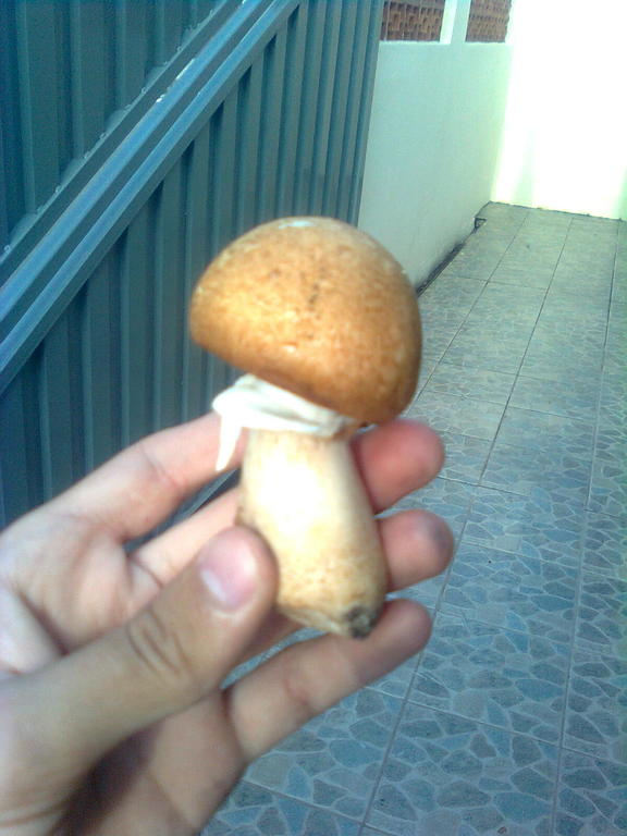 Imagem0094.jpg | Teonanacatl.org