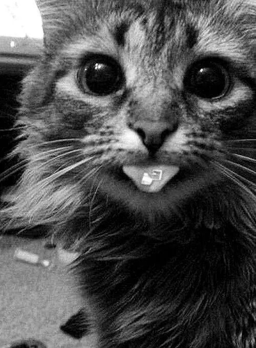 lsd cat | Teonanacatl.org