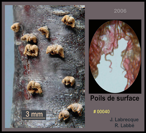 Merismodes fasciculata.jpg | Teonanacatl.org