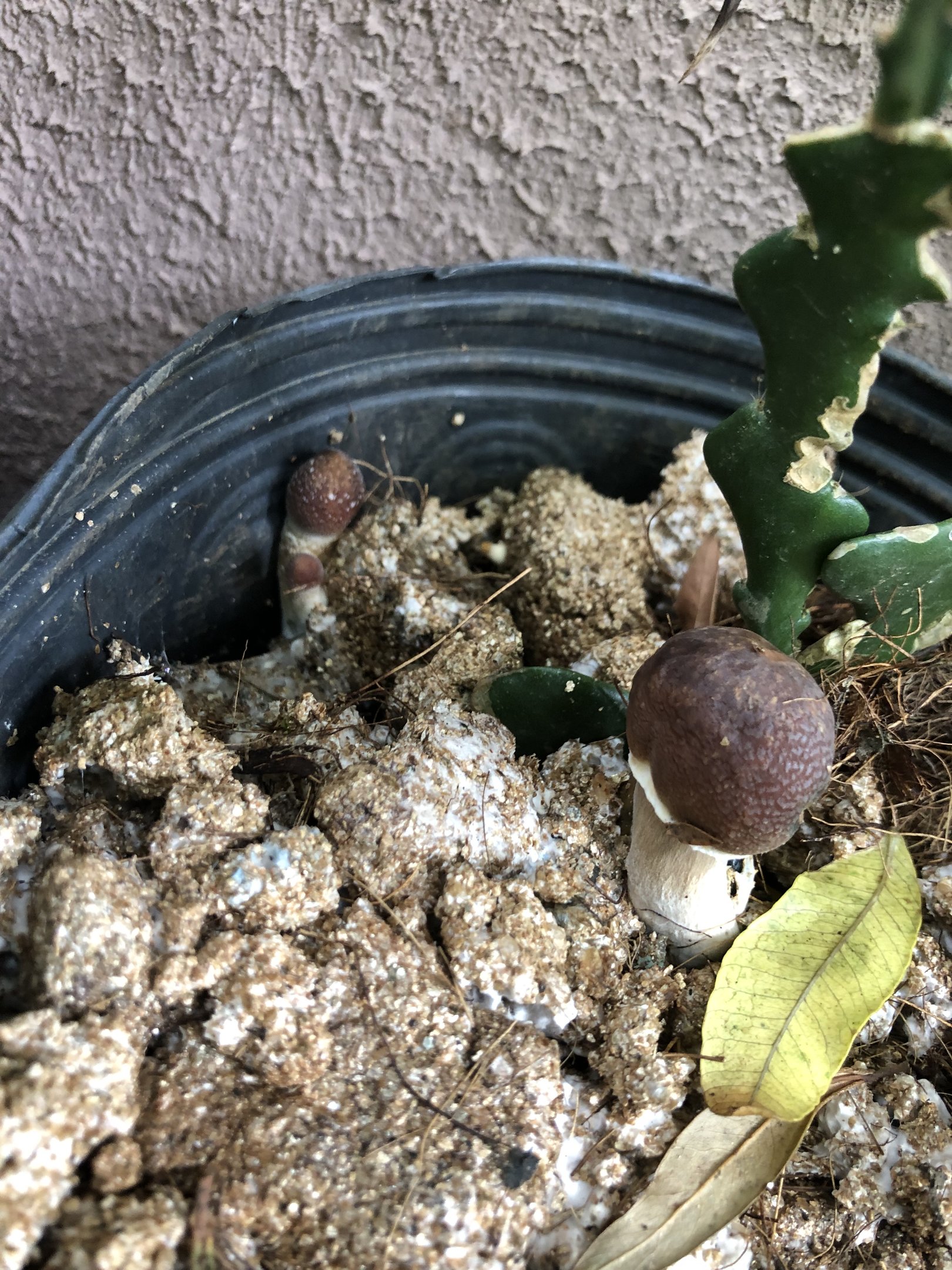 outdoor | Teonanacatl.org