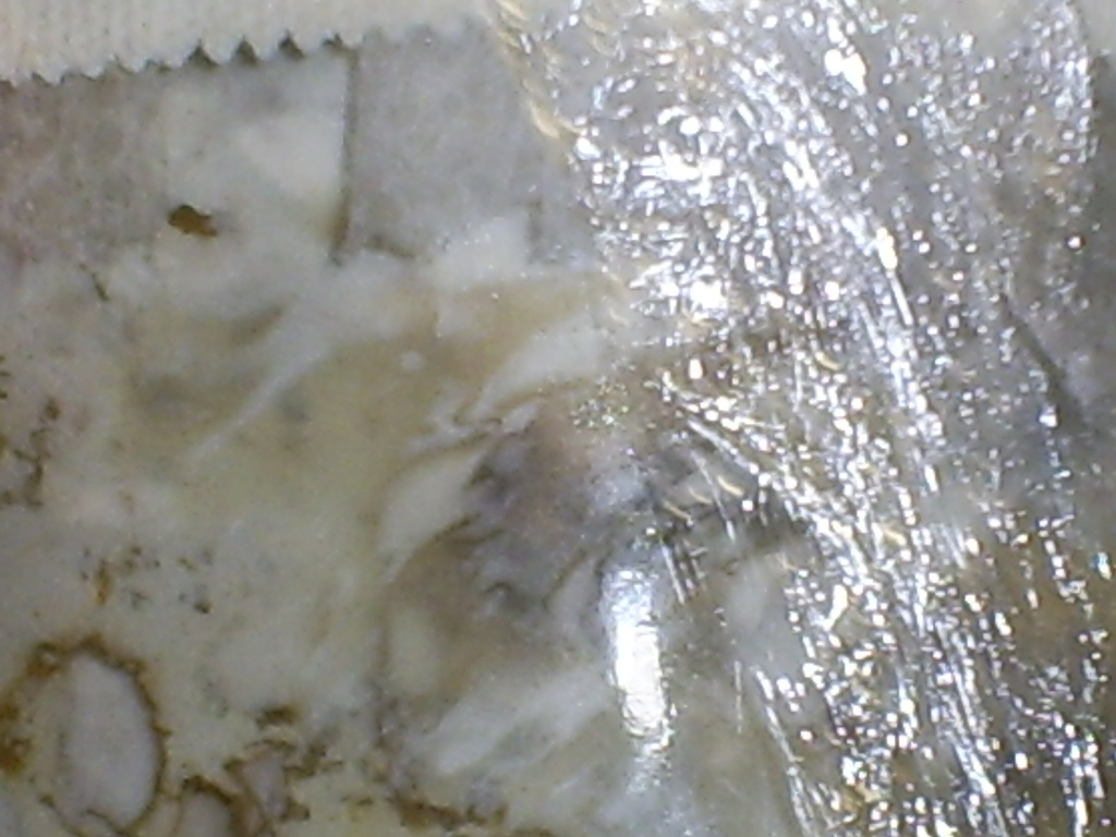 possivel contaminante p. buff 07-10-06.JPG | Teonanacatl.org