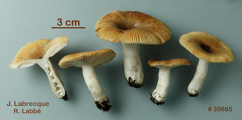 Russula pectinatoides Russule fausse-pectinata.jpg | Teonanacatl.org